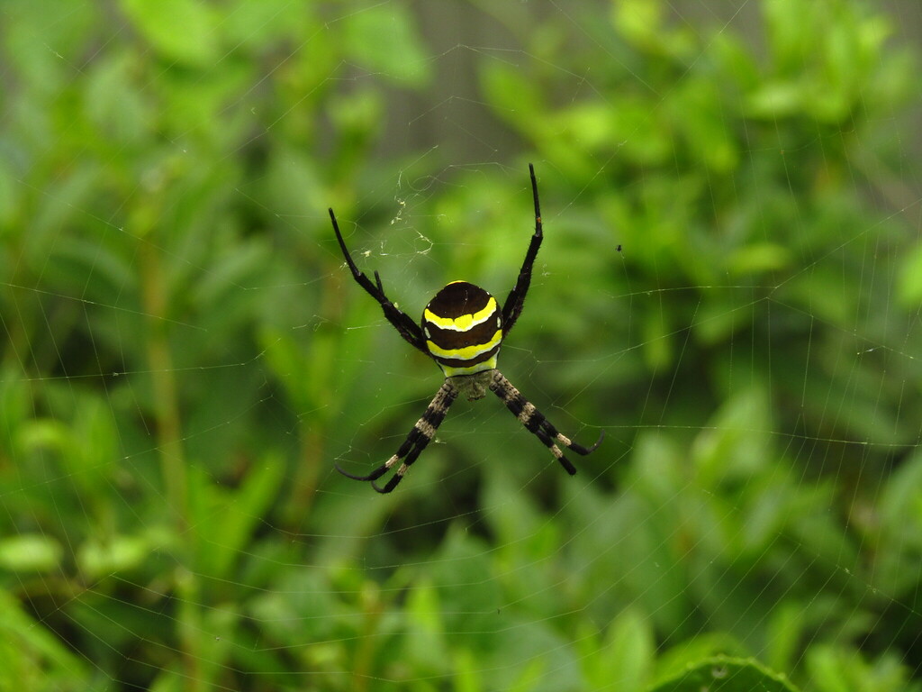 Kogane-gumo Spider from Monobe, Nankoku, Kochi 783-0093, Japan on June ...