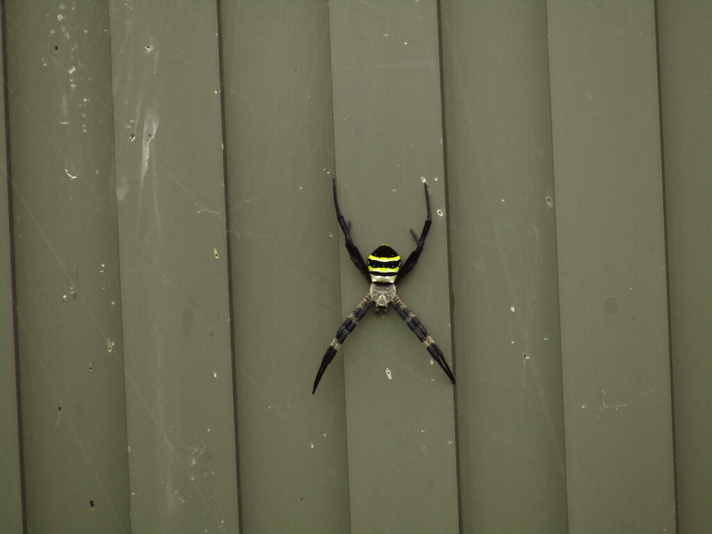 Kogane-gumo Spider from Monobe, Nankoku, Kochi 783-0093, Japan on June ...