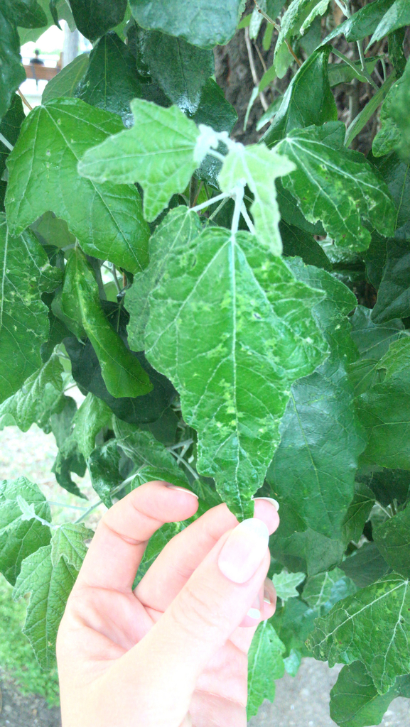 white poplar from Екатеринбург on June 30, 2023 at 07:38 PM by simurgla ...