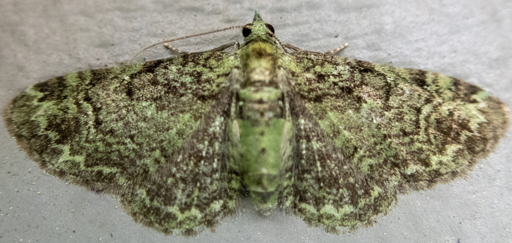 Green Pug from Shepard Settlement, Onondaga County, NY, USA on July 1 ...