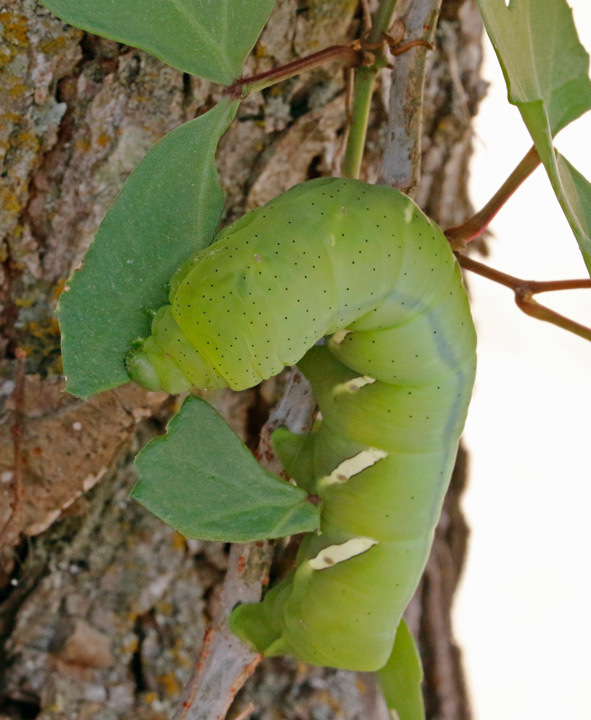 Vine Sphinx from Circle C Ranch, Austin, TX, USA on June 30, 2023 at 11 ...