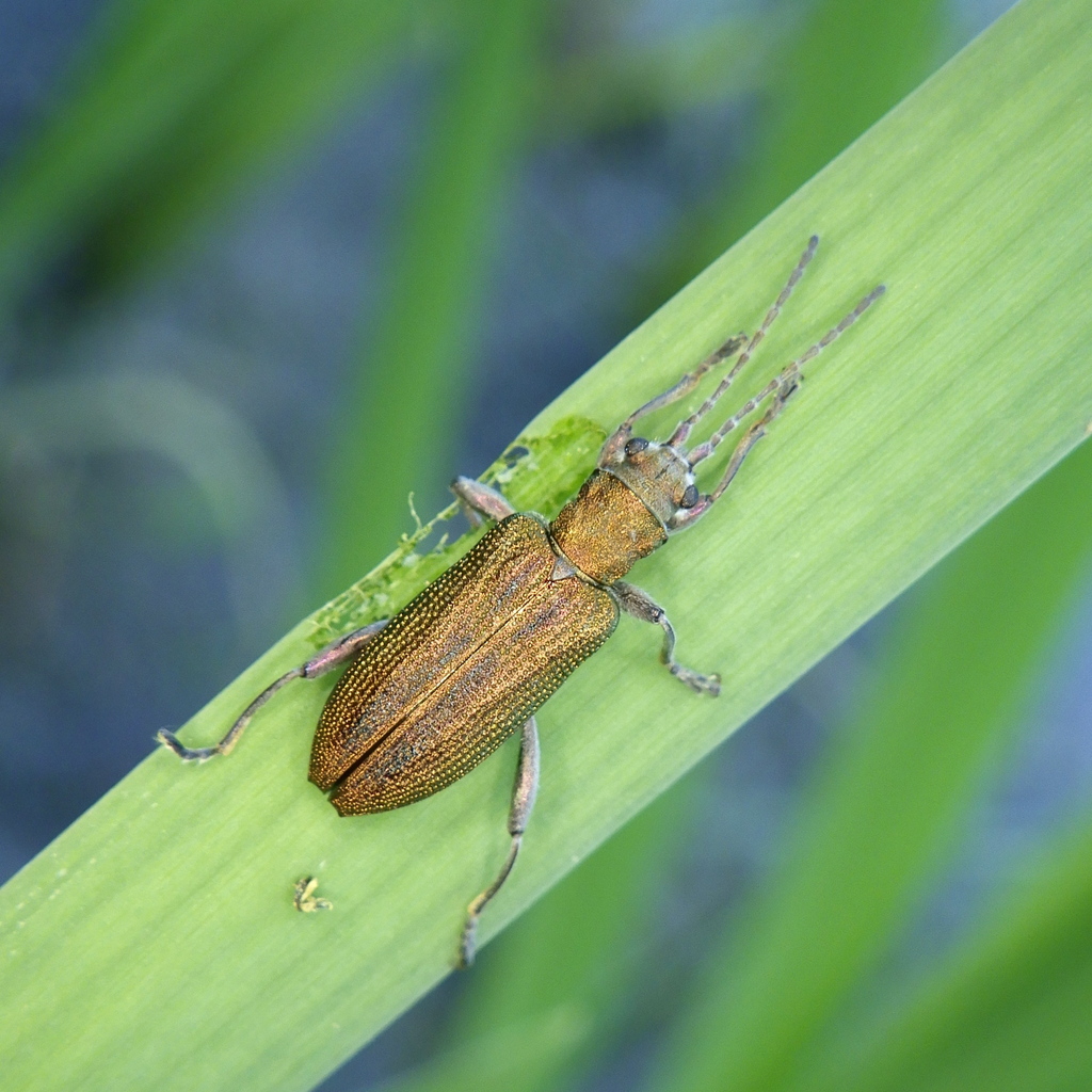 common reed beetle from 61360 Coulimer, France on June 25, 2023 at 12: ...