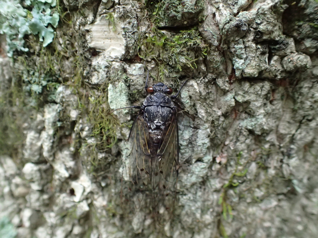 Spring Cicada in June 2023 by hakkahamushi · iNaturalist