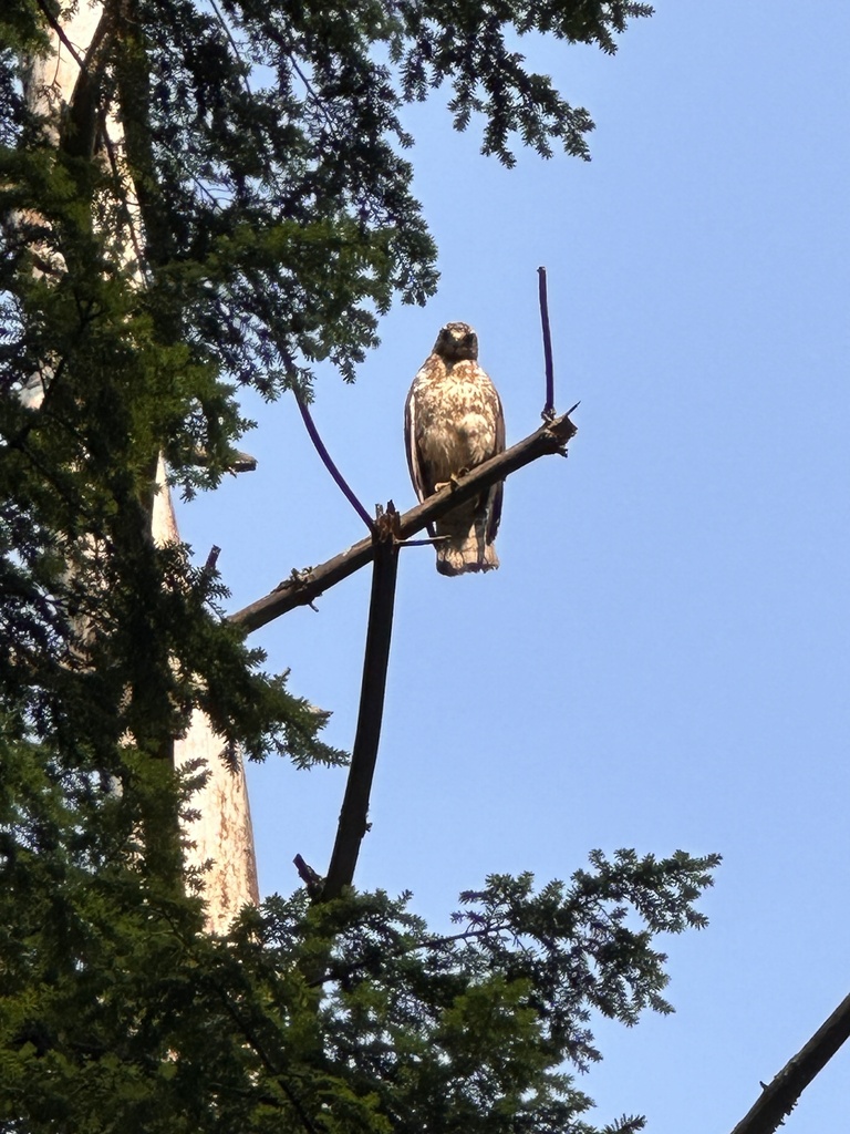 Broad-winged Hawk from Fitzgerald Rd, Morrisville, VT, US on July 1 ...