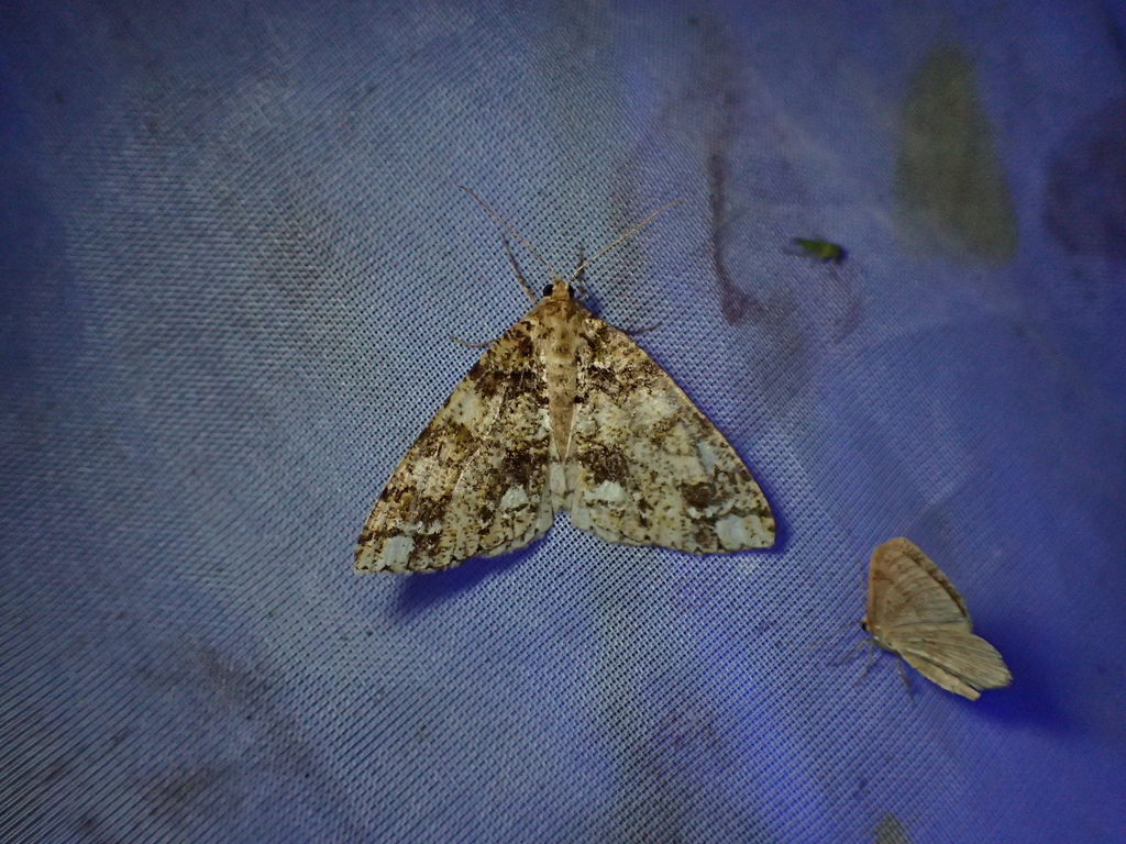 Geometer Moths in June 2023 by renshuchu · iNaturalist