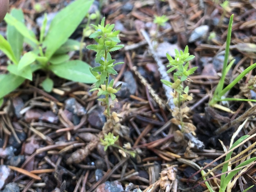 Spring Speedwell from Prince Edward Island National Park, Charlotte ...