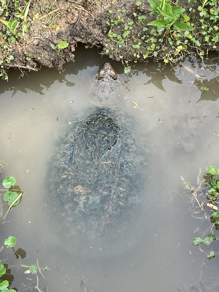 Common Snapping Turtle from Huntley Meadows Park, Alexandria, VA, US on ...