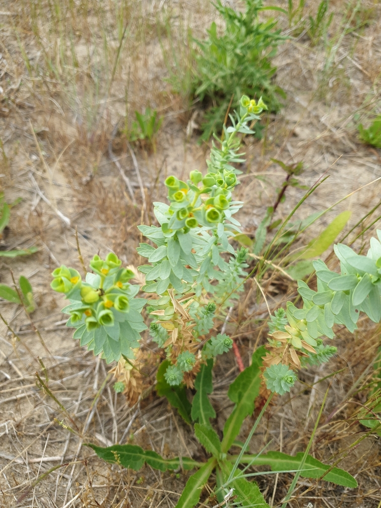 Sea Spurge from Rye Harbour on 01 July, 2023 at 03:14 PM by mattnewnham ...