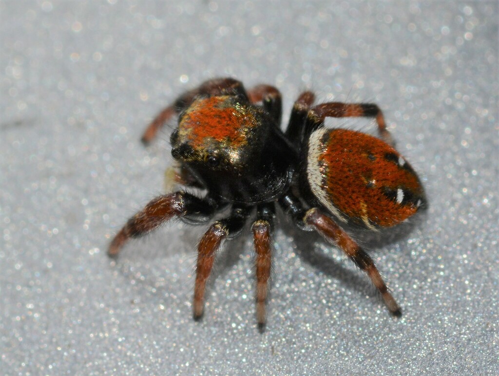 Whitman's Jumping Spider from Pontotoc County, OK, USA on July 1, 2023 ...