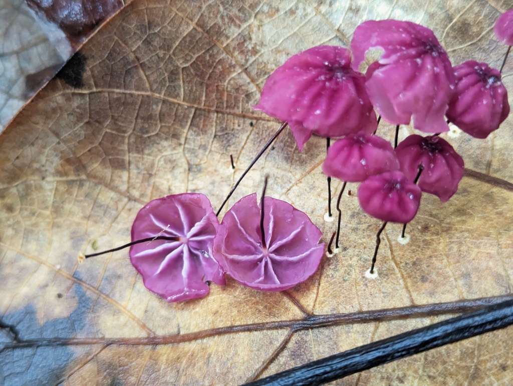 Marasmius rubicundus from Grand Etang National Park, Grenada on June 22 ...
