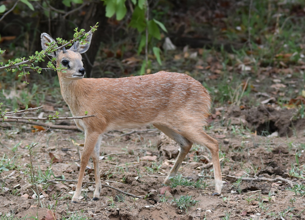 Sharpe's Grysbok (Raphicerus sharpei) - Know Your Mammals