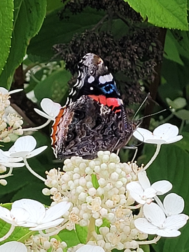 Red Admiral from Adrian, MI 49221, USA on June 30, 2023 at 08:10 PM by Tabby · iNaturalist