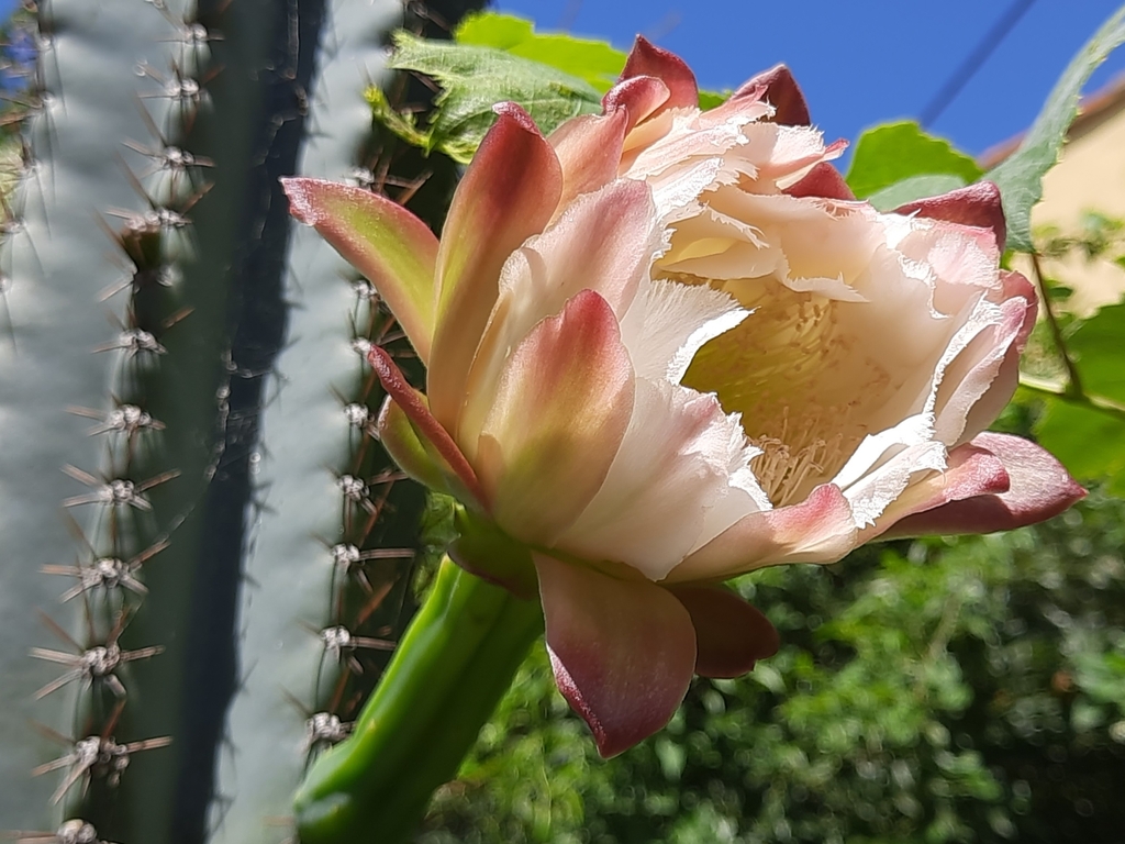 Cereus from 17007 Girona, Espanya on July 1, 2023 at 12:34 PM by Josep ...