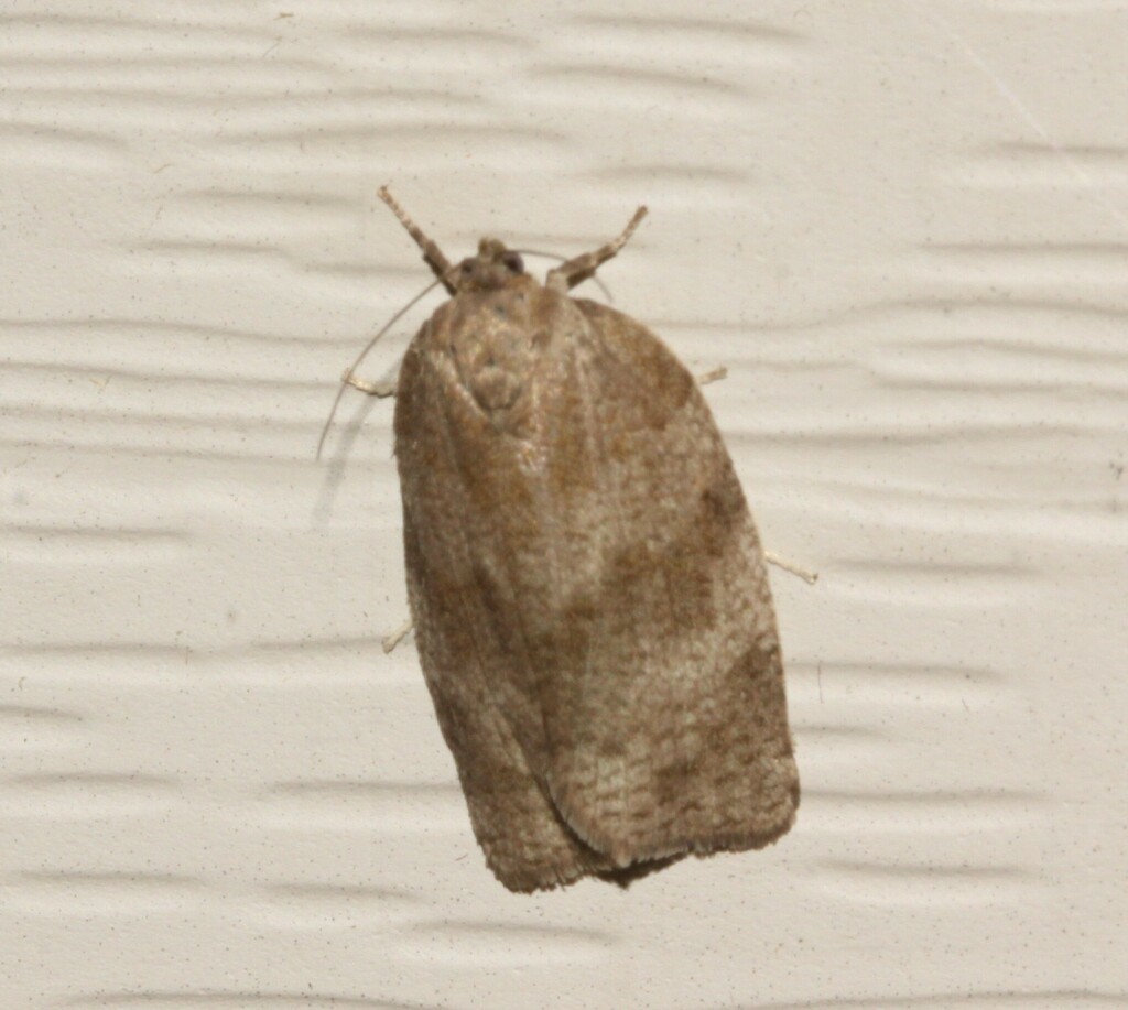 Large Aspen Tortrix from Mont-Joli, QC, Canada, 1101 rue Lussier on ...