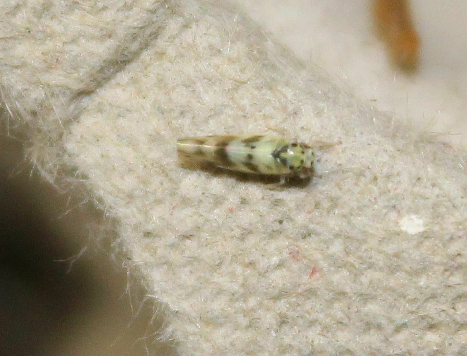 Banded sage hopper from Netherton, Dudley, UK on July 1, 2023 at 07:54 ...