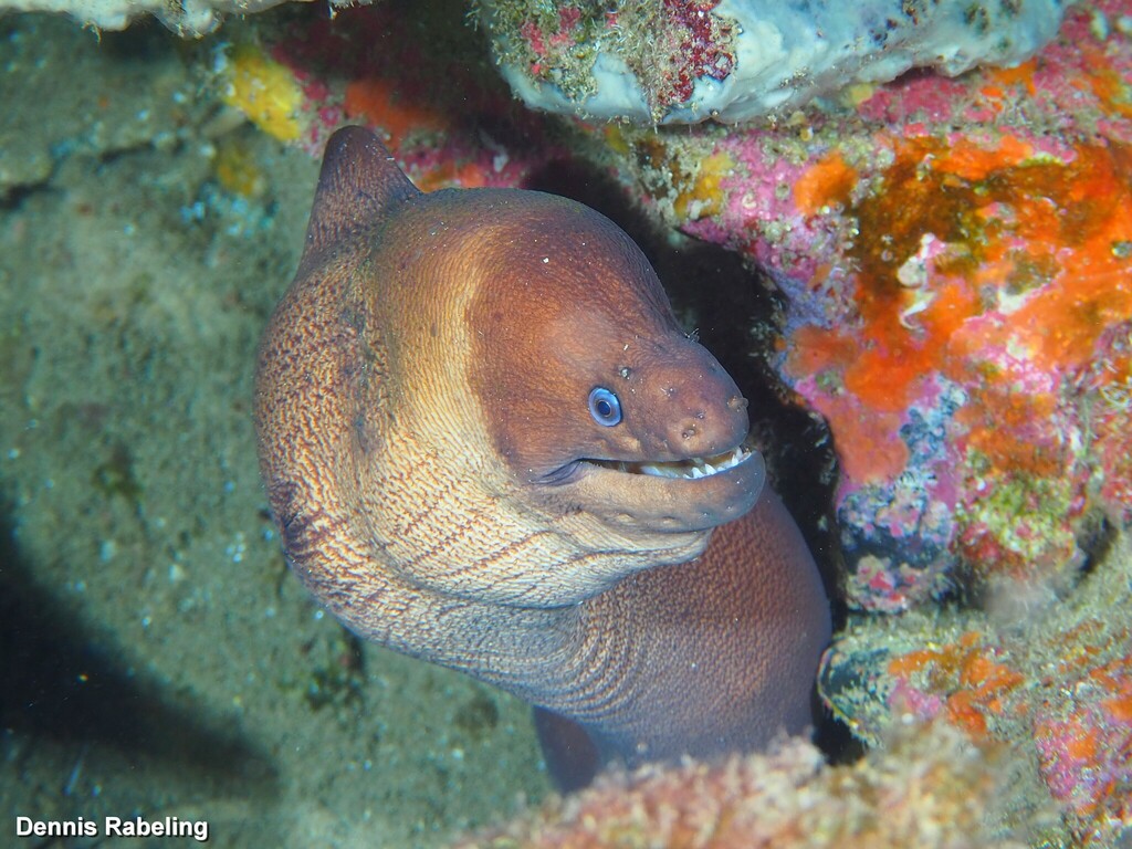 Brown Moray from Las Palmas, ES-CN, ES on July 1, 2023 at 10:15 AM by ...