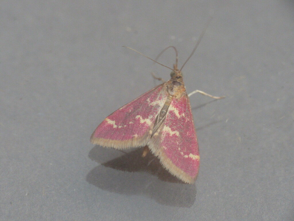 Raspberry Pyrausta Moth from Bellbrook, Greene County, OH, USA on June ...