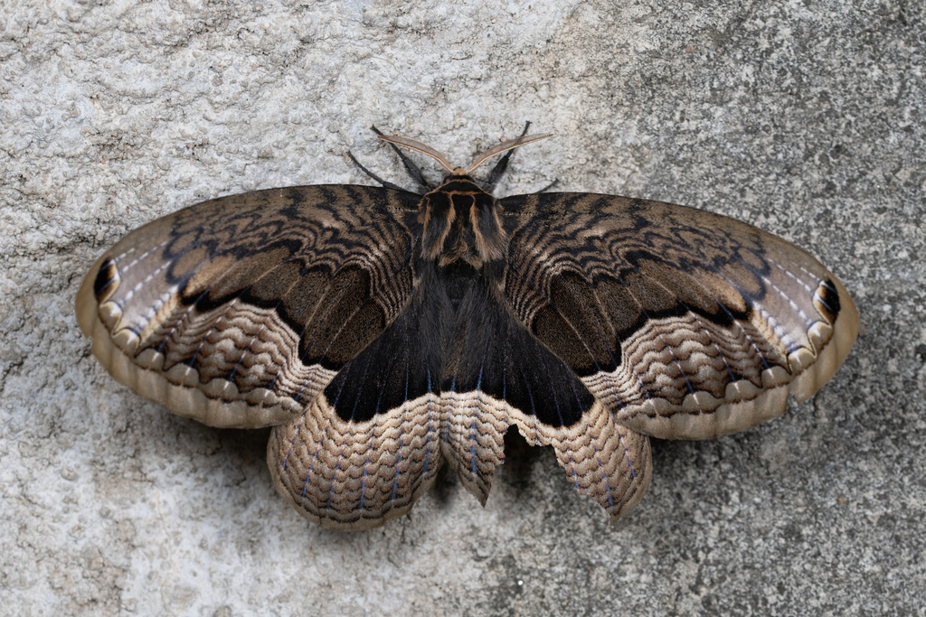 Sino-Korean Owl Moth from 中国山西省长治市沁源县灵空山 邮政编码: 042404 on June 23, 2023 ...