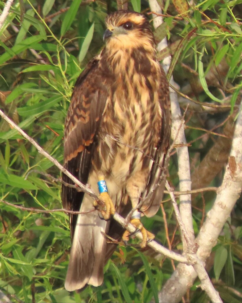Snail Kite from Harns Marsh Preserve, Buckingham, FL, USA on July 1 ...