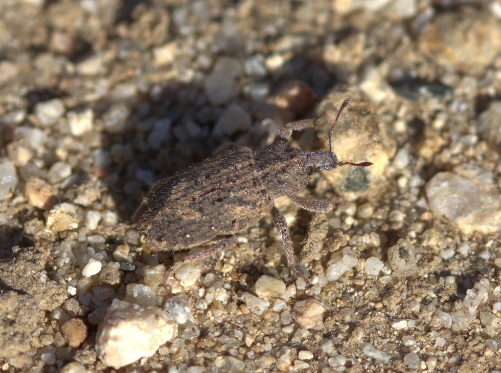 Vegetable Weevil from Kern County, CA, USA on June 26, 2023 at 08:01 AM ...
