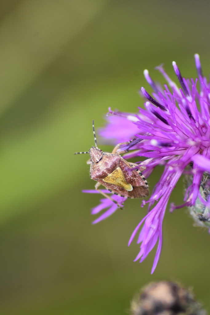 Sloe Bug from Saint-Léger-du-Bourg-Denis, France on July 1, 2023 at 04: ...