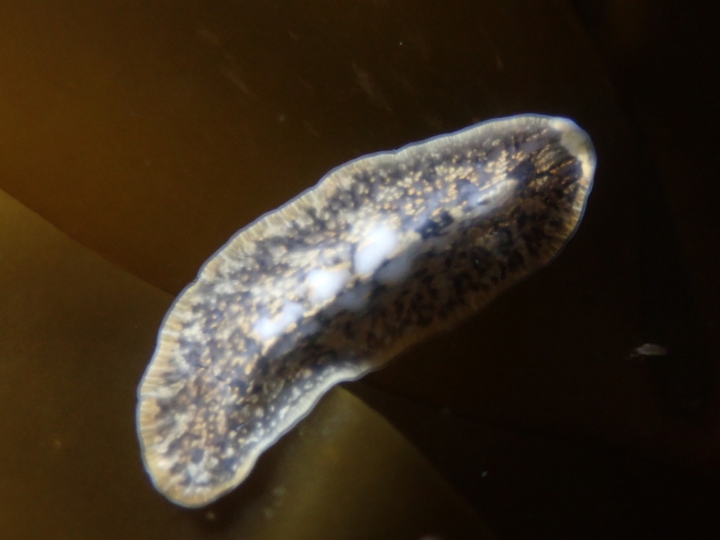 Cycloporus sp.2 (Polyclad flatworms of California) · iNaturalist