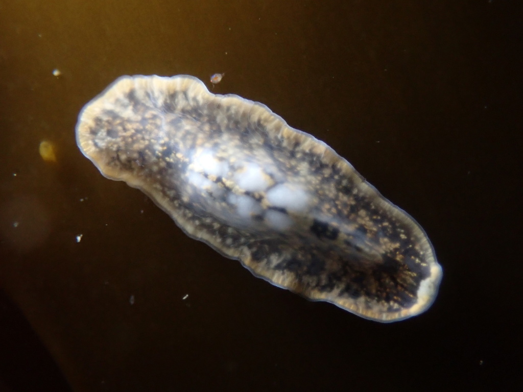 Cycloporus sp.2 (Polyclad flatworms of California) · iNaturalist