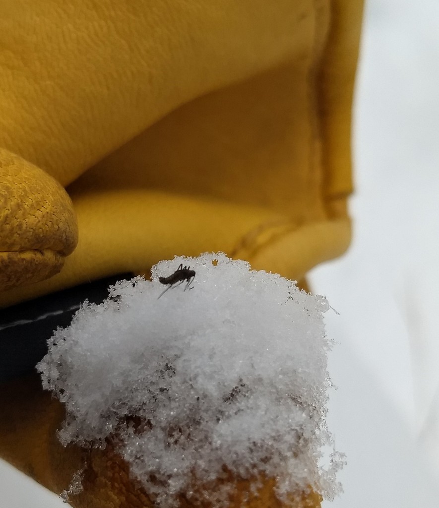 California Snow Scorpionfly from Bizz Johnson Trail, Susanville, CA ...