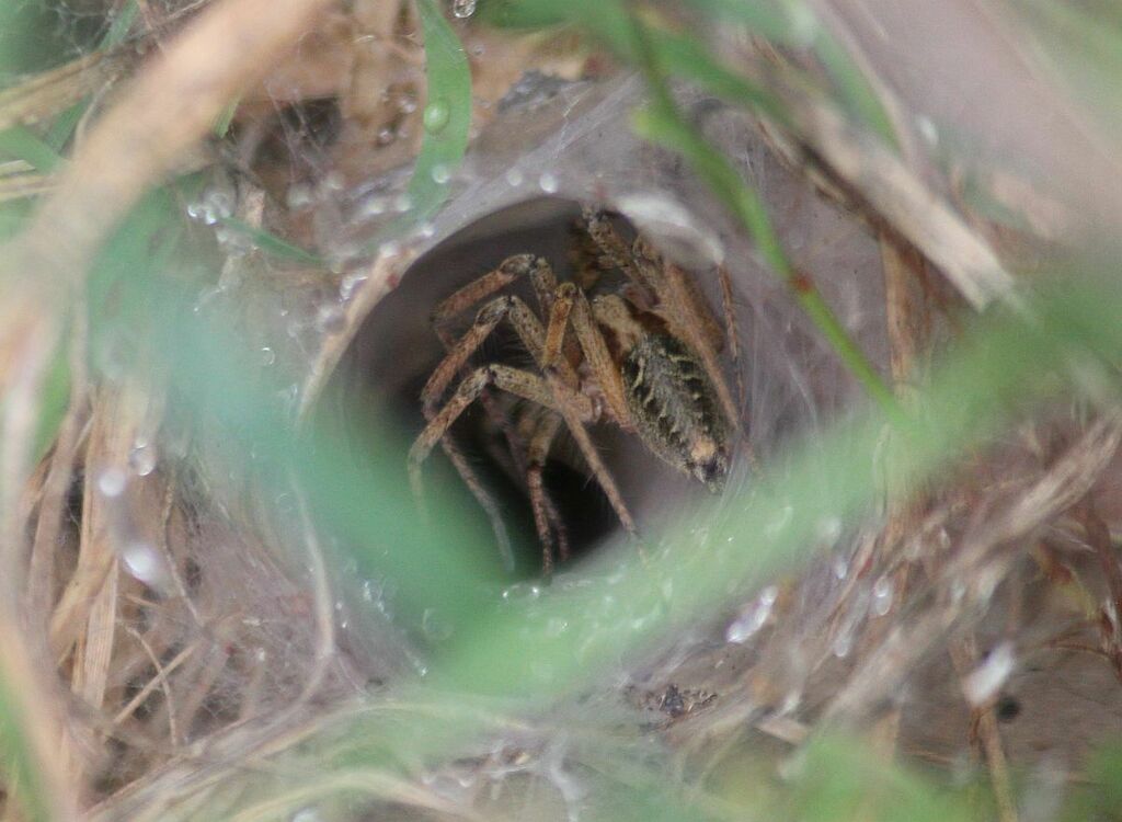 Labyrinth spider from Comer Wood, Shropshire, UK on July 1, 2023 at 11: ...