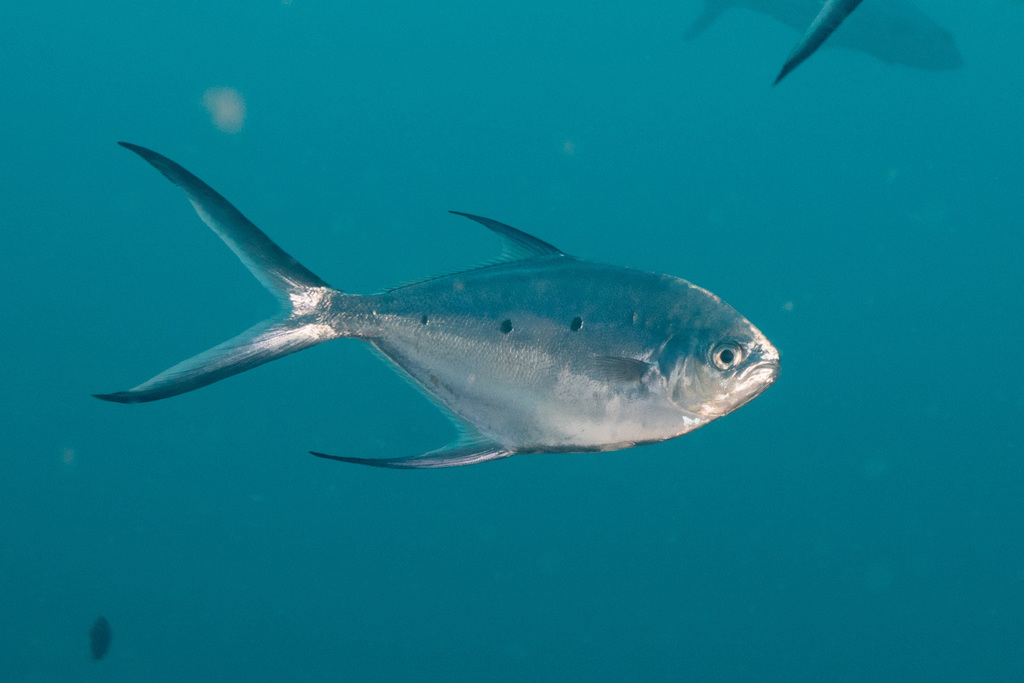 Smallspotted Dart (Trachinotus baillonii) - Marine Life Identification