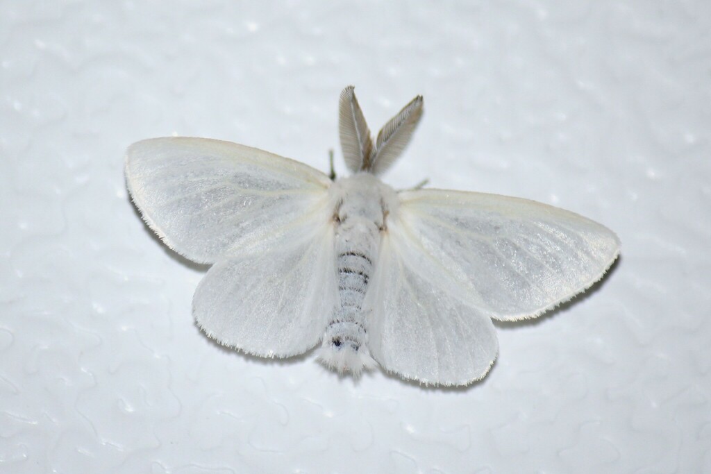 White Satin Moth from Thunder Bay, ON, Canada on July 1, 2023 at 12:22 ...