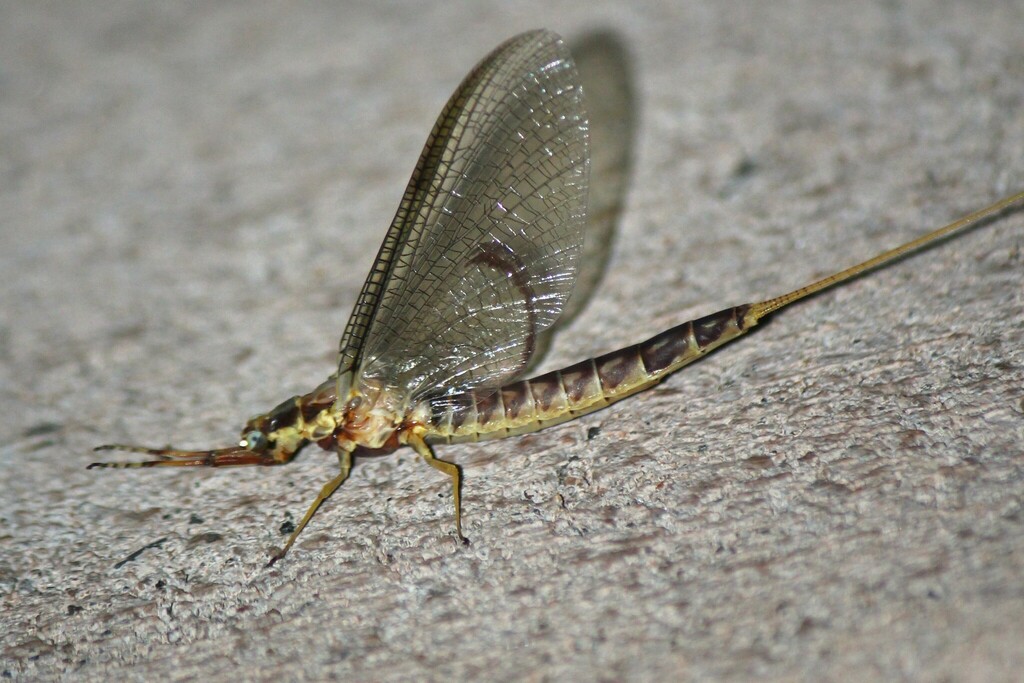 Giant Mayfly from Thunder Bay, ON, Canada on July 1, 2023 at 12:42 AM ...