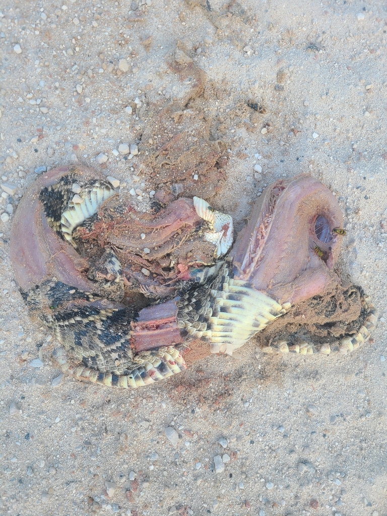 Eastern Diamondback Rattlesnake in July 2023 by Richard D Reams. DOR ...
