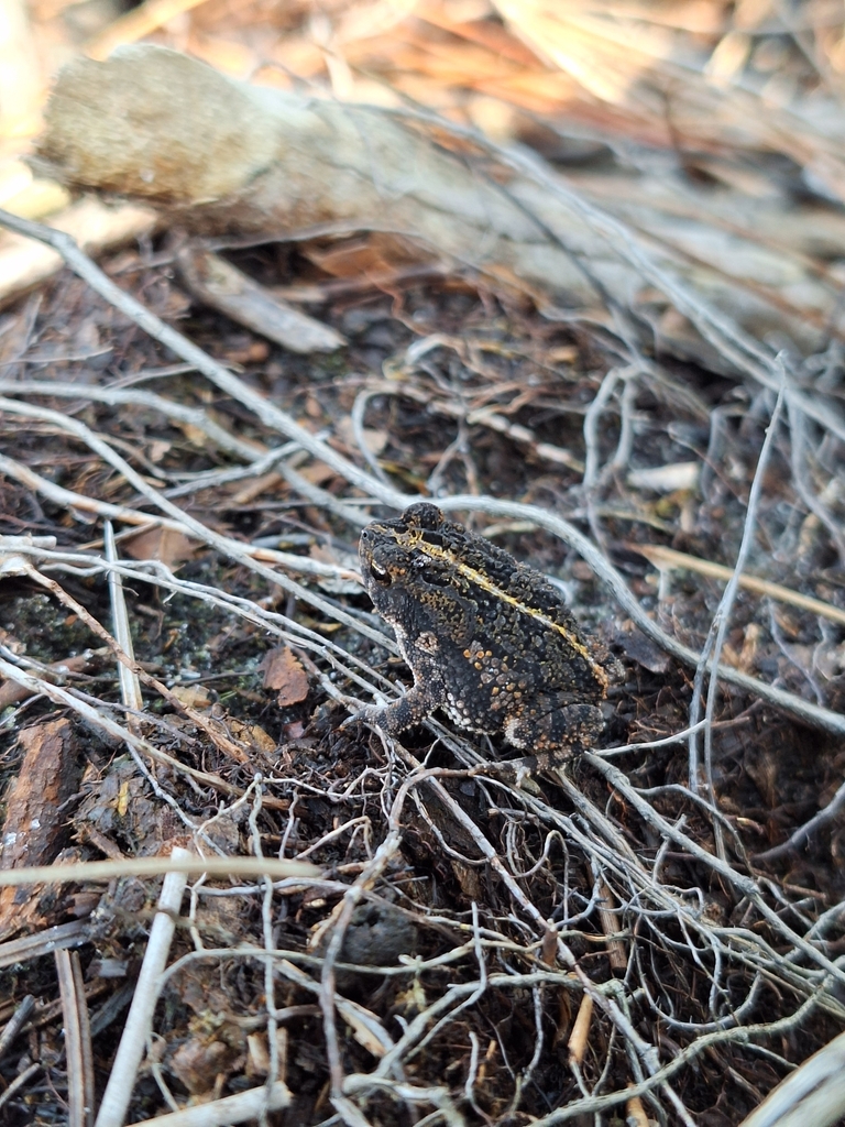 Oak Toad from Osteen, FL 32764, USA on July 1, 2023 at 09:45 AM by ...