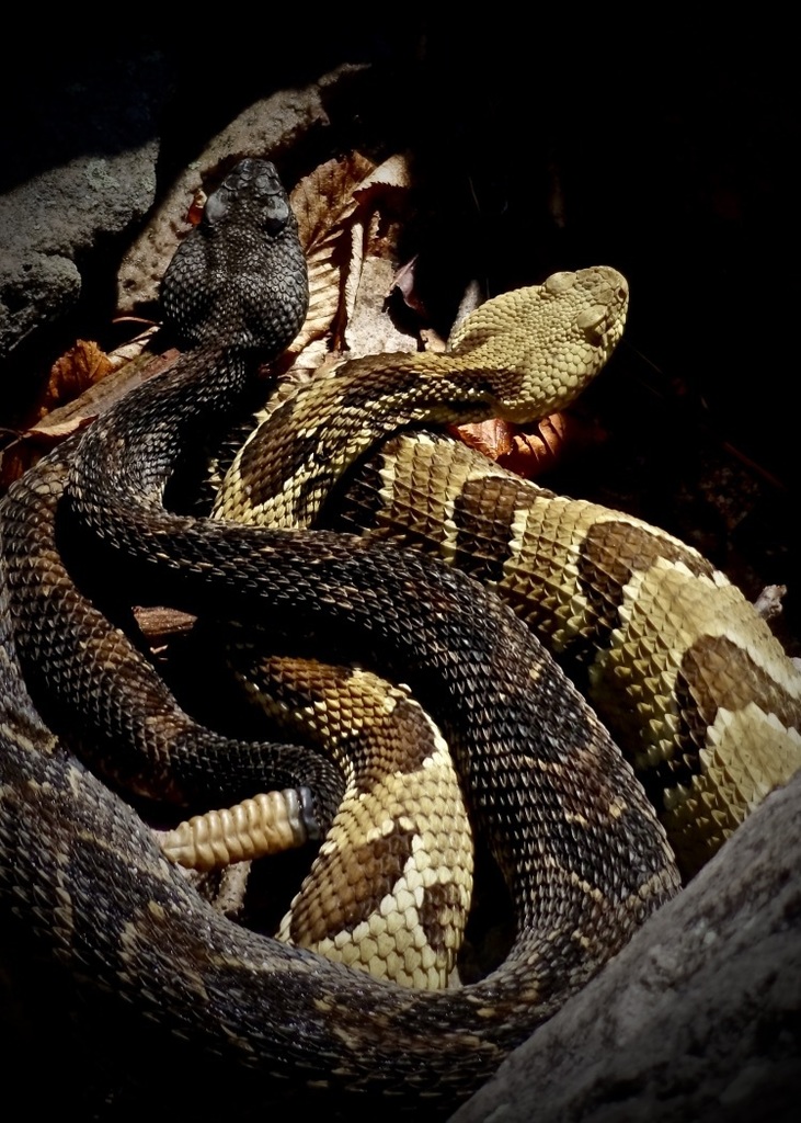 Timber Rattlesnake in May 2017 by luke_fultz · iNaturalist