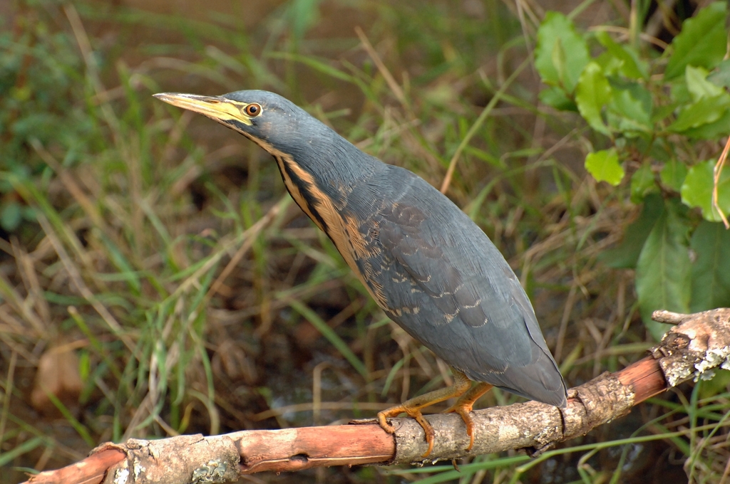 Dwarf Bittern (Ixobrychus sturmii) - Avian Discovery