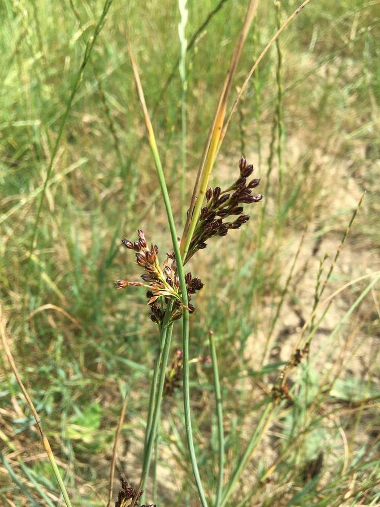 Hard Rush from Frampton on Severn, Gloucester, England, GB on July 1 ...