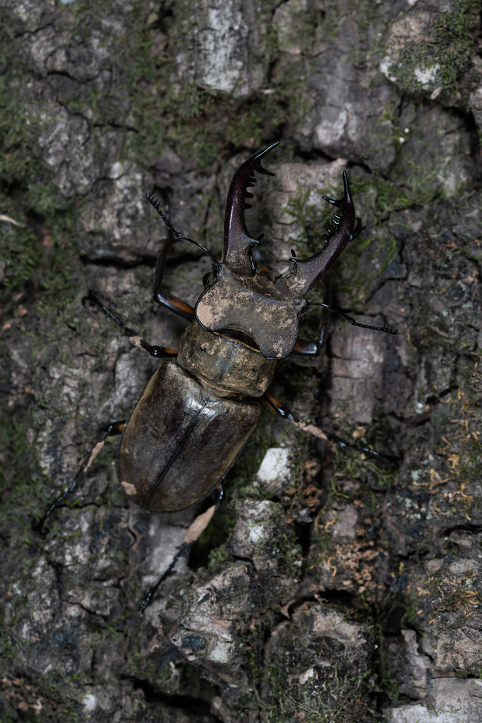 Lucanus maculifemoratus dybowskyi from 中国山西省长治市沁源县灵空山 邮政编码: 042404 on ...