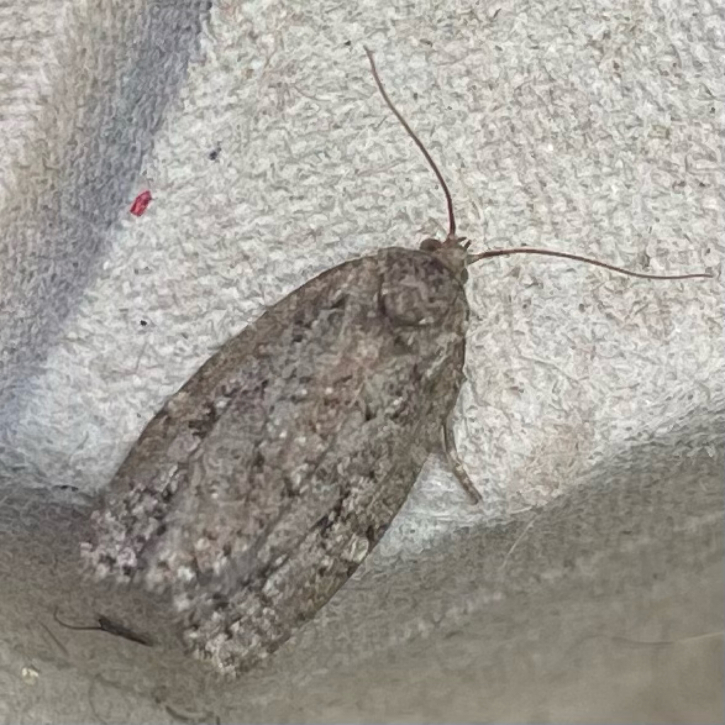 Bog Bibarrambla Moth from Peterborough on July 1, 2023 at 09:32 AM by ...