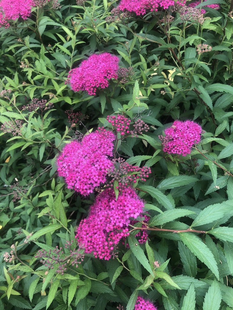 rose family from Green Mountain and Finger Lakes National Forests ...
