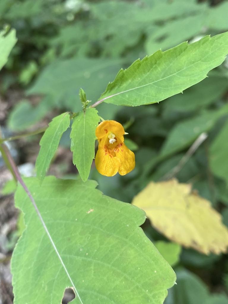 common jewelweed from Boonton Ave, Boonton, NJ, US on July 1, 2023 at ...