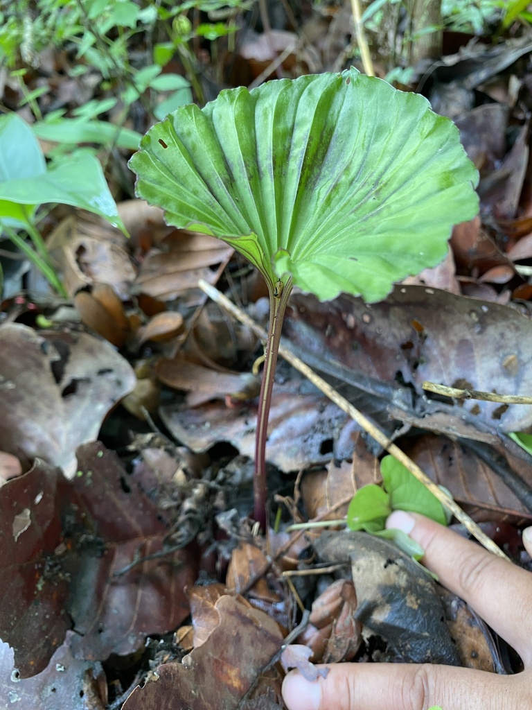 Nervilia from Chitwan National Park, Narayani, NP on June 30, 2023 at ...