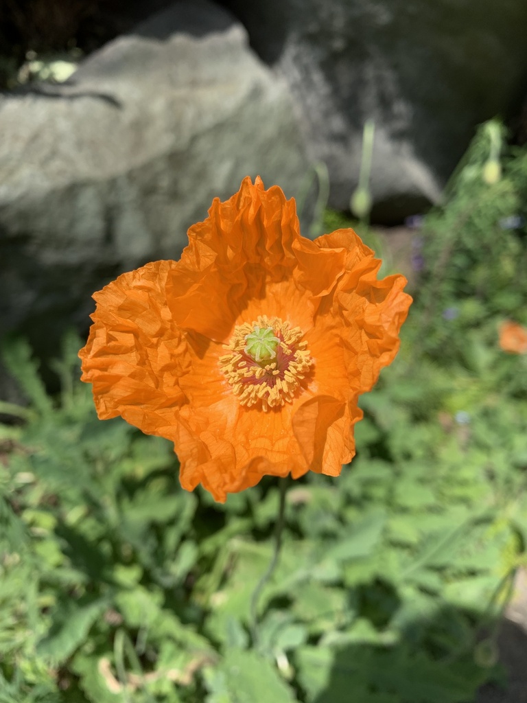 Atlas Poppy from 20th Ave NE, Seattle, WA, US on May 4, 2019 at 11:36 ...