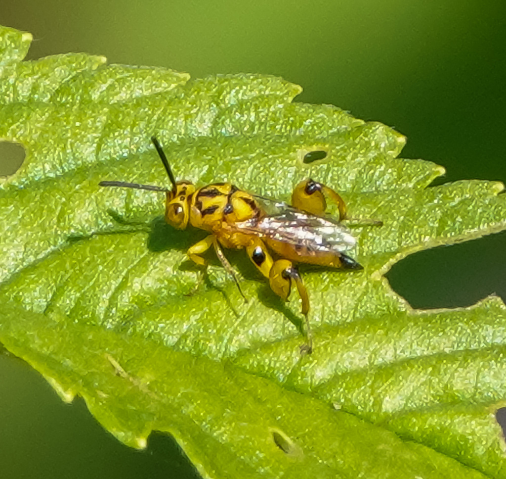 Conura amoena from Sarasota County, FL, USA on July 1, 2023 at 09:15 AM ...