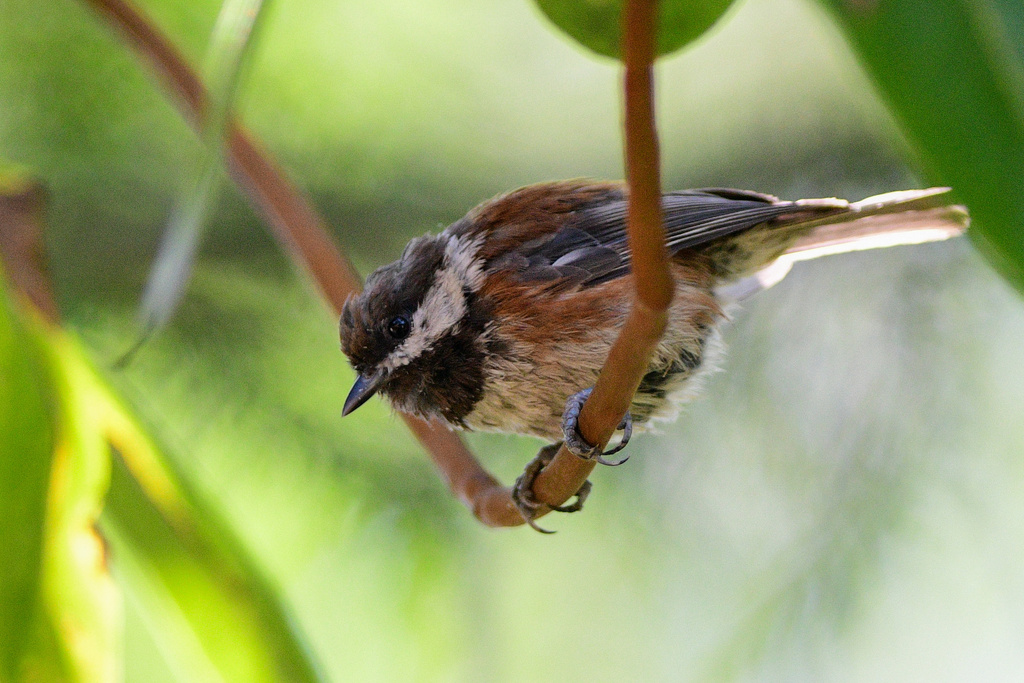 Chestnut-backed Chickadee from Westminster Way N, Shoreline, WA, US on ...