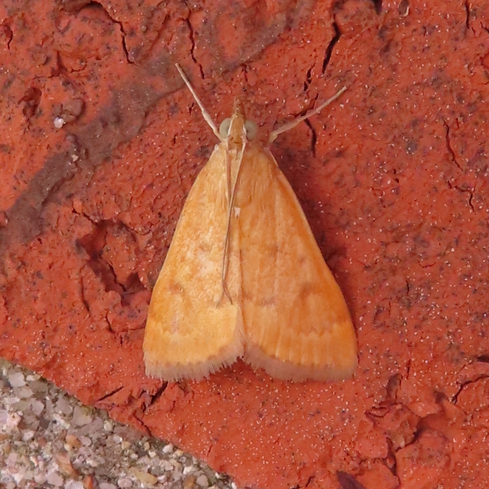 Garden Webworm Moth from Stripes, Mason, Mason Co., TX on June 9, 2023 ...