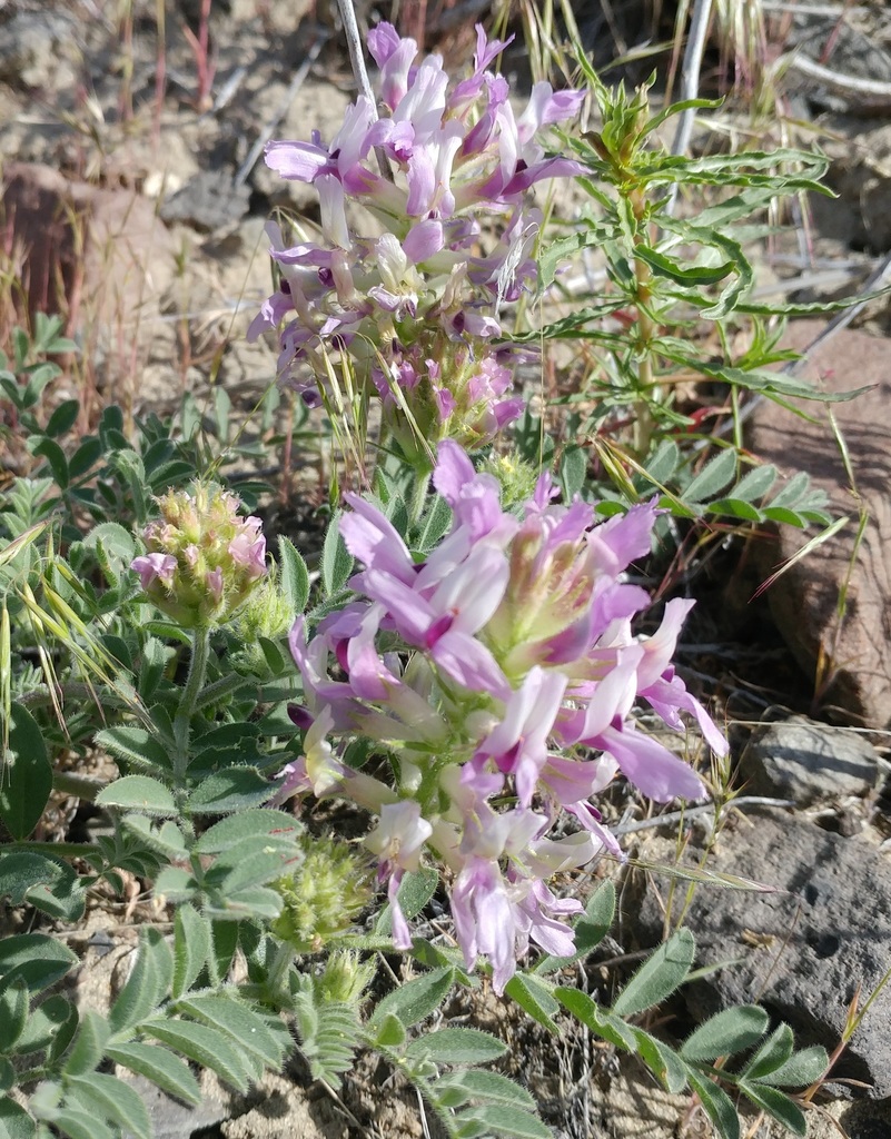 Columbia Milkvetch (Astragalus succumbens) - Botanical Realm
