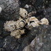 Plicate barnacle (Epopella plicata) · iNaturalist