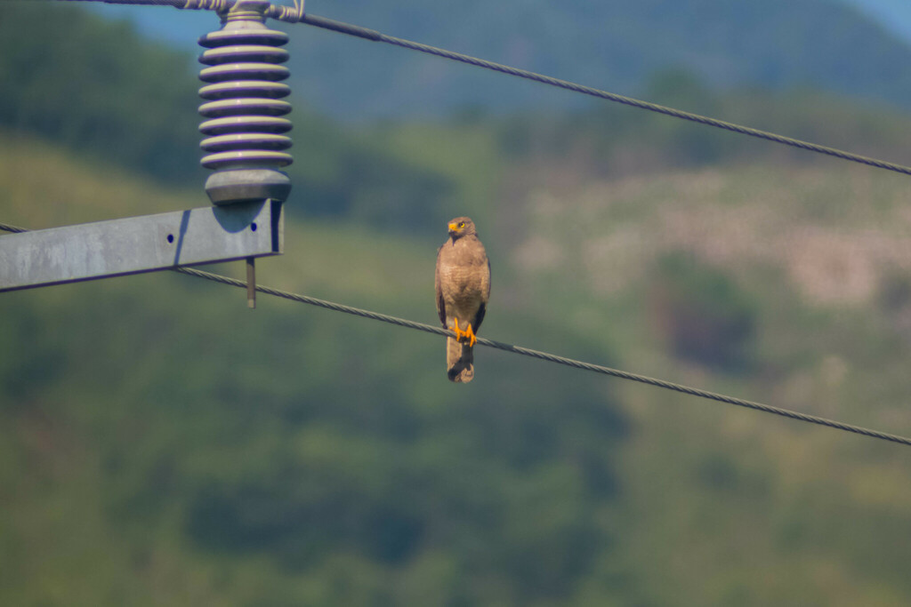 Roadside Hawk from Palenque, Chis., México on July 1, 2023 at 09:18 AM ...