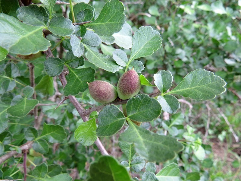 Hairy Corkwood (Plants of the Matopos) · iNaturalist